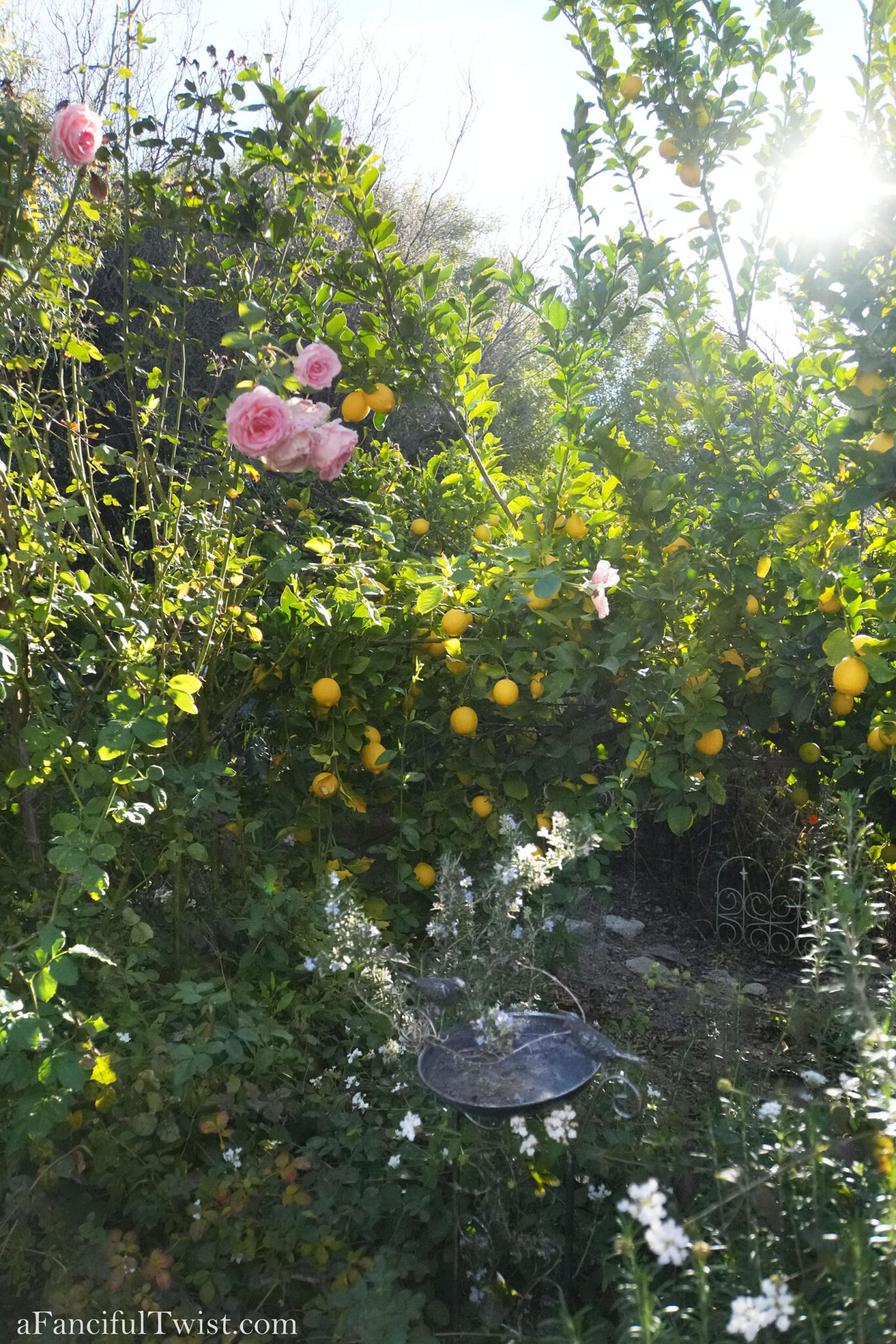 Of January Light and Winter Rose Petals - A Fanciful Twist